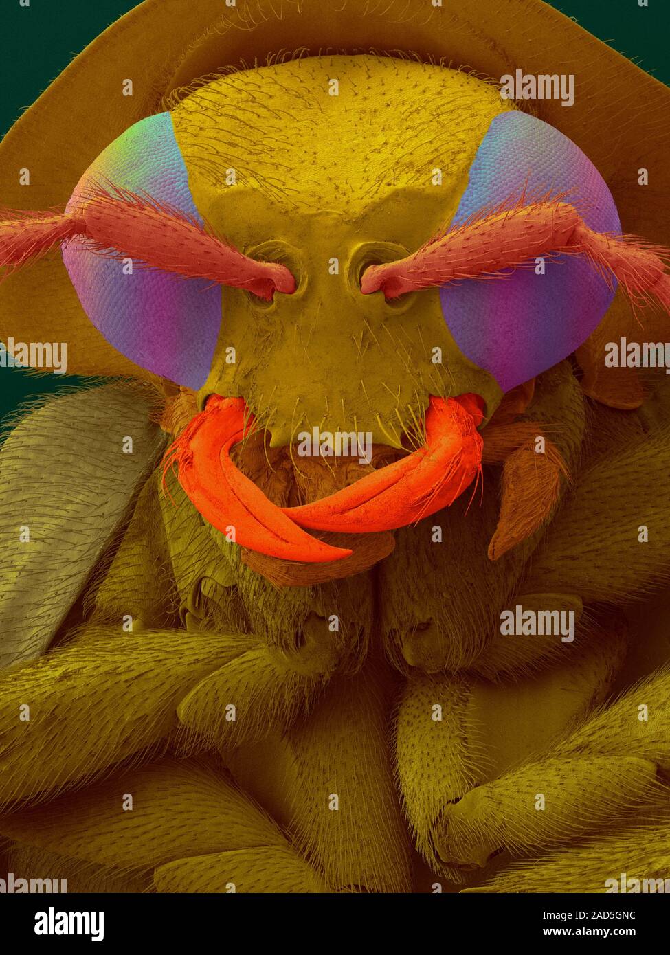 Coloured scanning electron micrograph (SEM) of Predator firefly ...