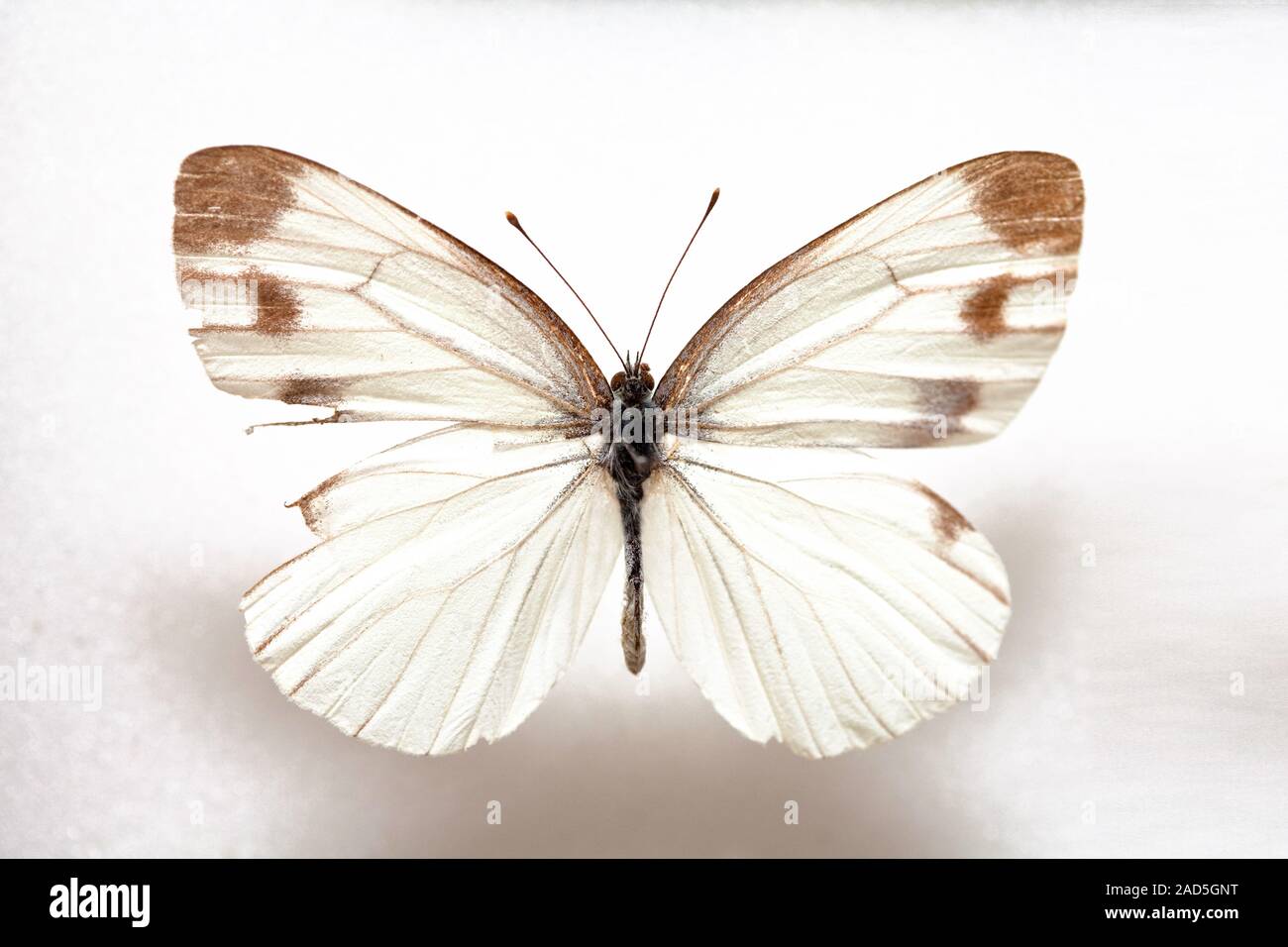 Butterfly specimen korea hi-res stock photography and images - Alamy