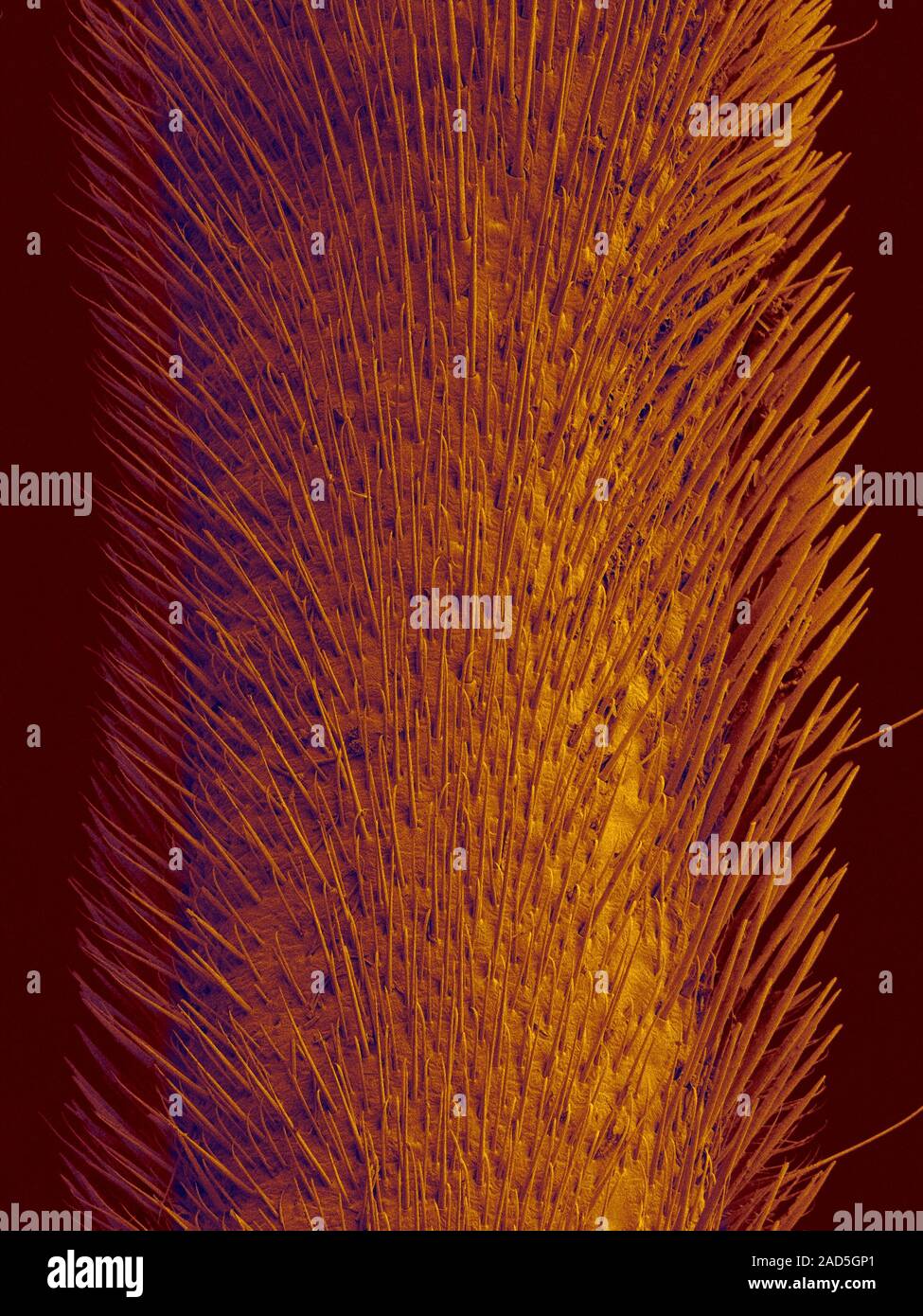 Coloured scanning electron micrograph (SEM) of Water strider leg tibia ...