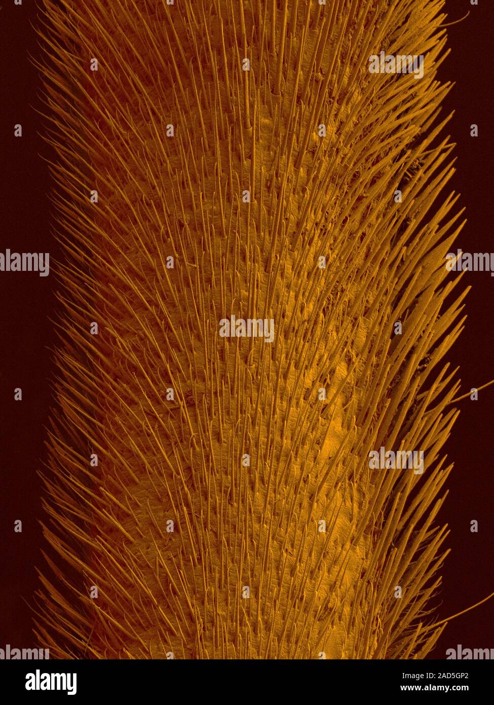 Coloured scanning electron micrograph (SEM) of Water strider leg tibia ...