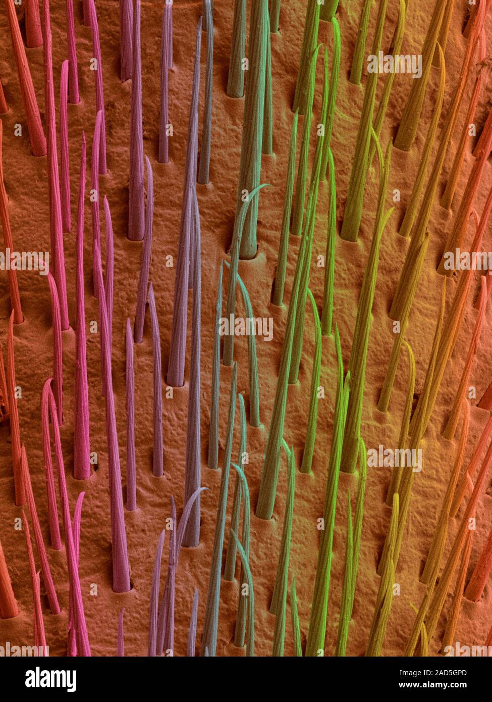 Coloured scanning electron micrograph (SEM) of Water strider leg tibia ...