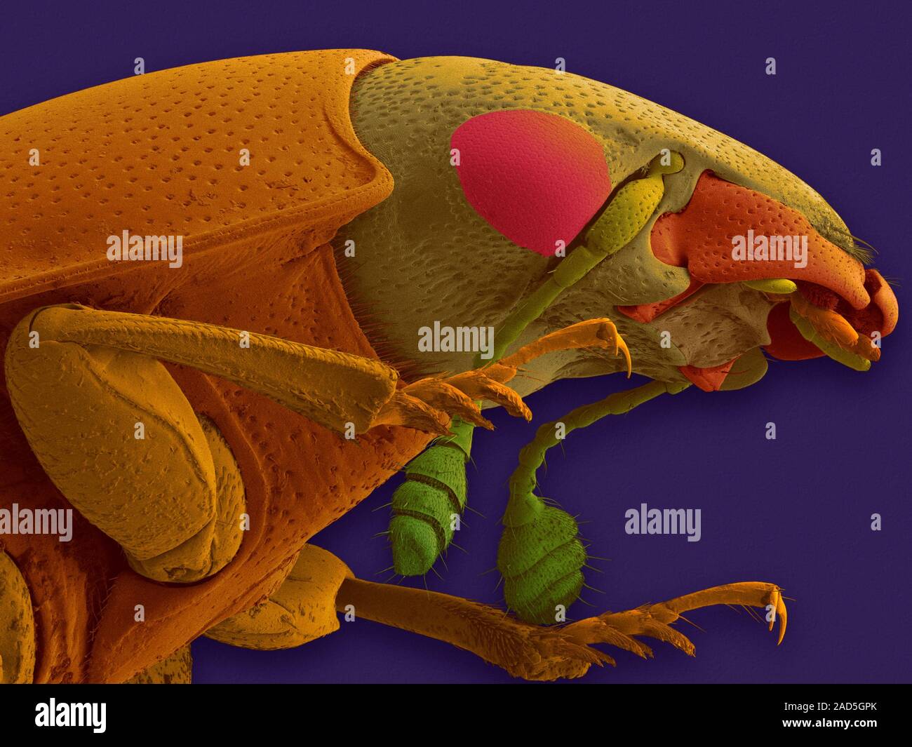 Coloured scanning electron micrograph (SEM) of Carrion (sexton) beetle ...