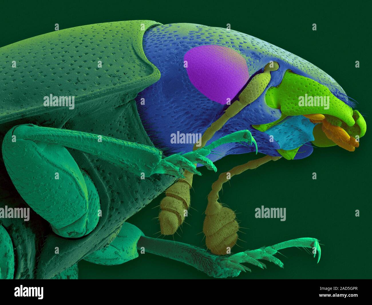 Coloured scanning electron micrograph (SEM) of Carrion (sexton) beetle ...