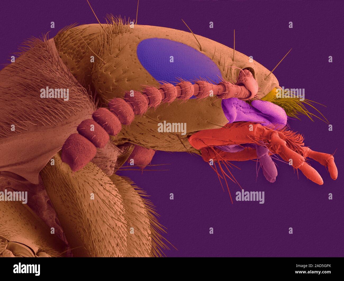Coloured scanning electron micrograph (SEM) of Rove beetle (Creophilus ...