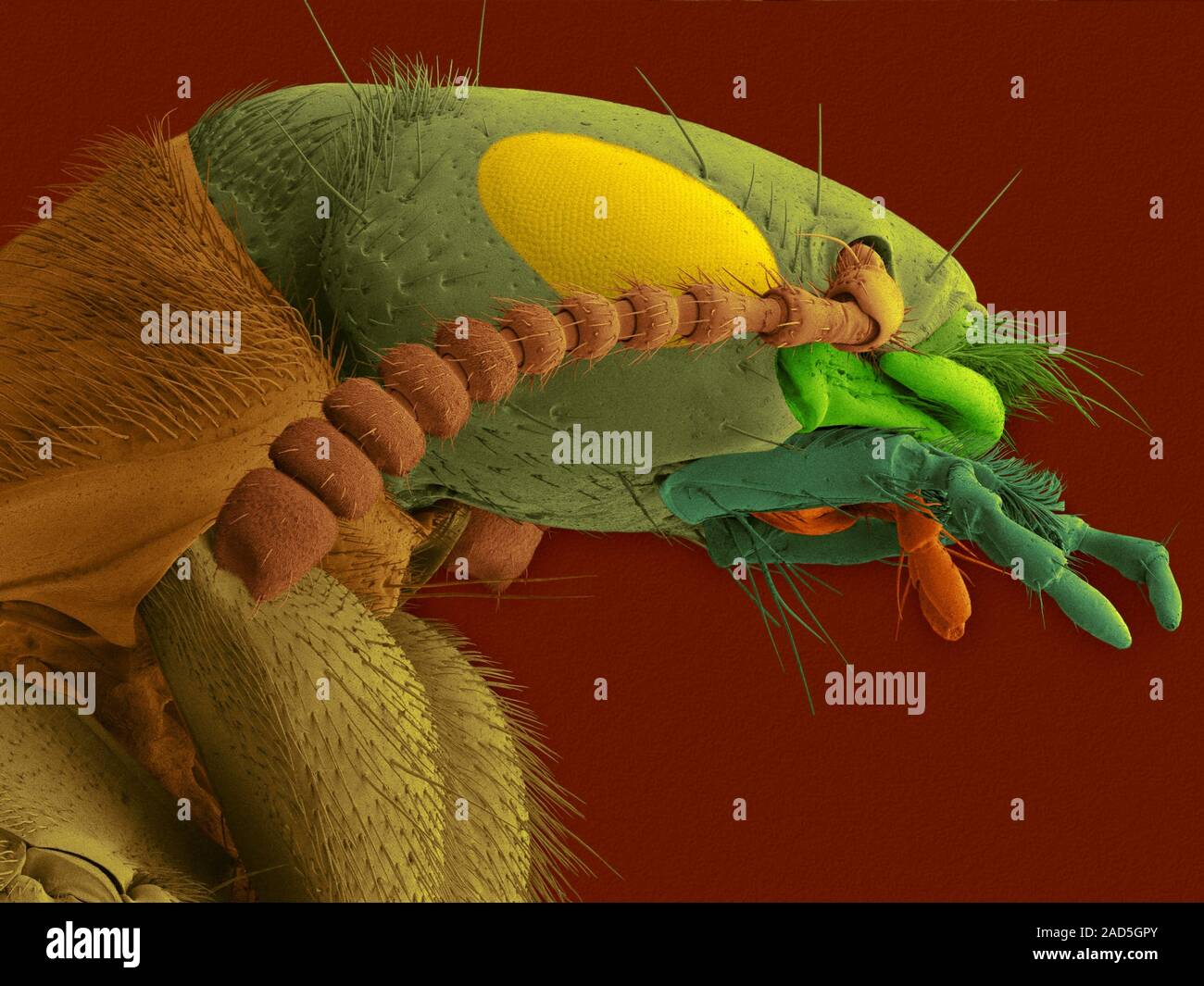 Coloured scanning electron micrograph (SEM) of Rove beetle (Creophilus ...