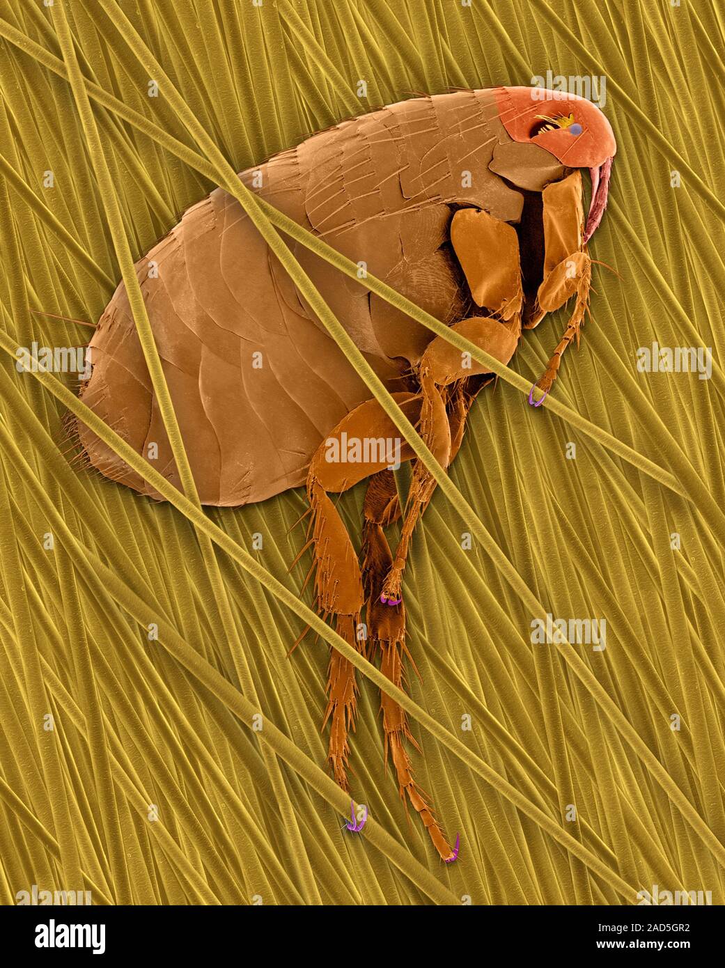 Coloured scanning electron micrograph (SEM) of oriental rat flea ...