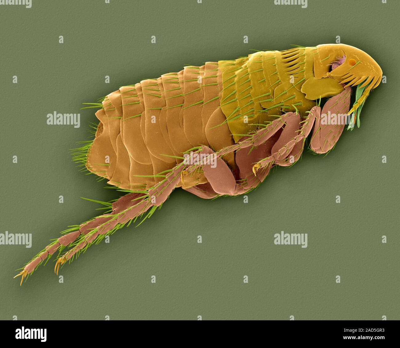 Coloured scanning electron micrograph (SEM) of Cat flea ...