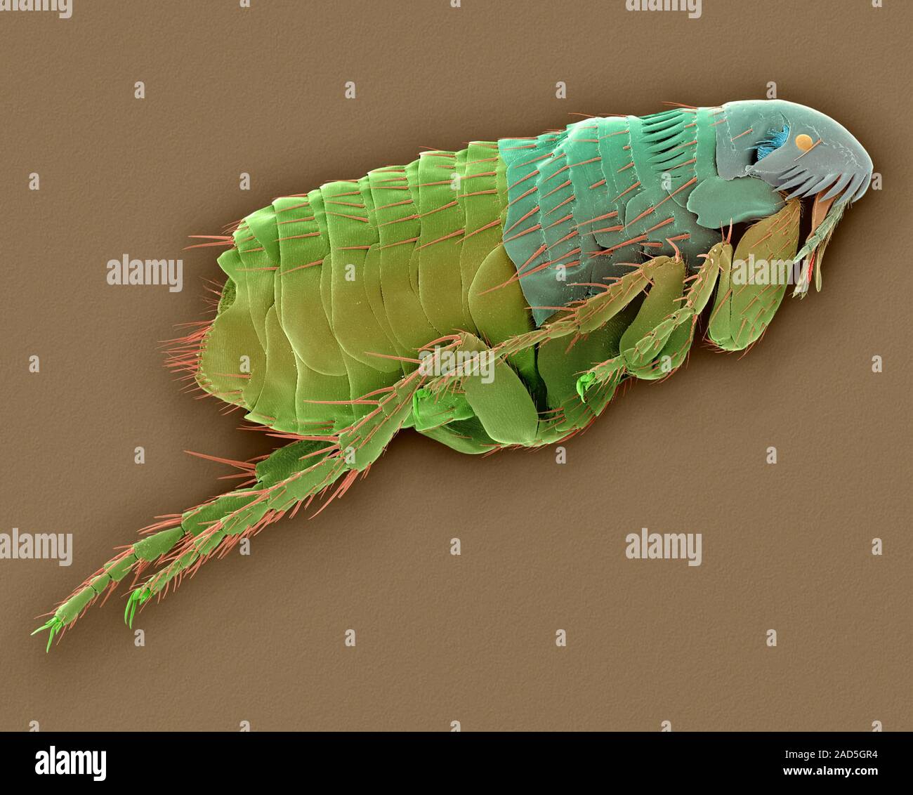 Coloured scanning electron micrograph (SEM) of Cat flea ...