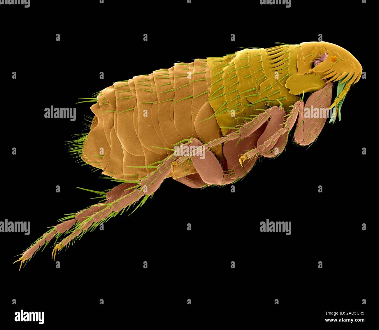 Coloured scanning electron micrograph (SEM) of Cat flea ...