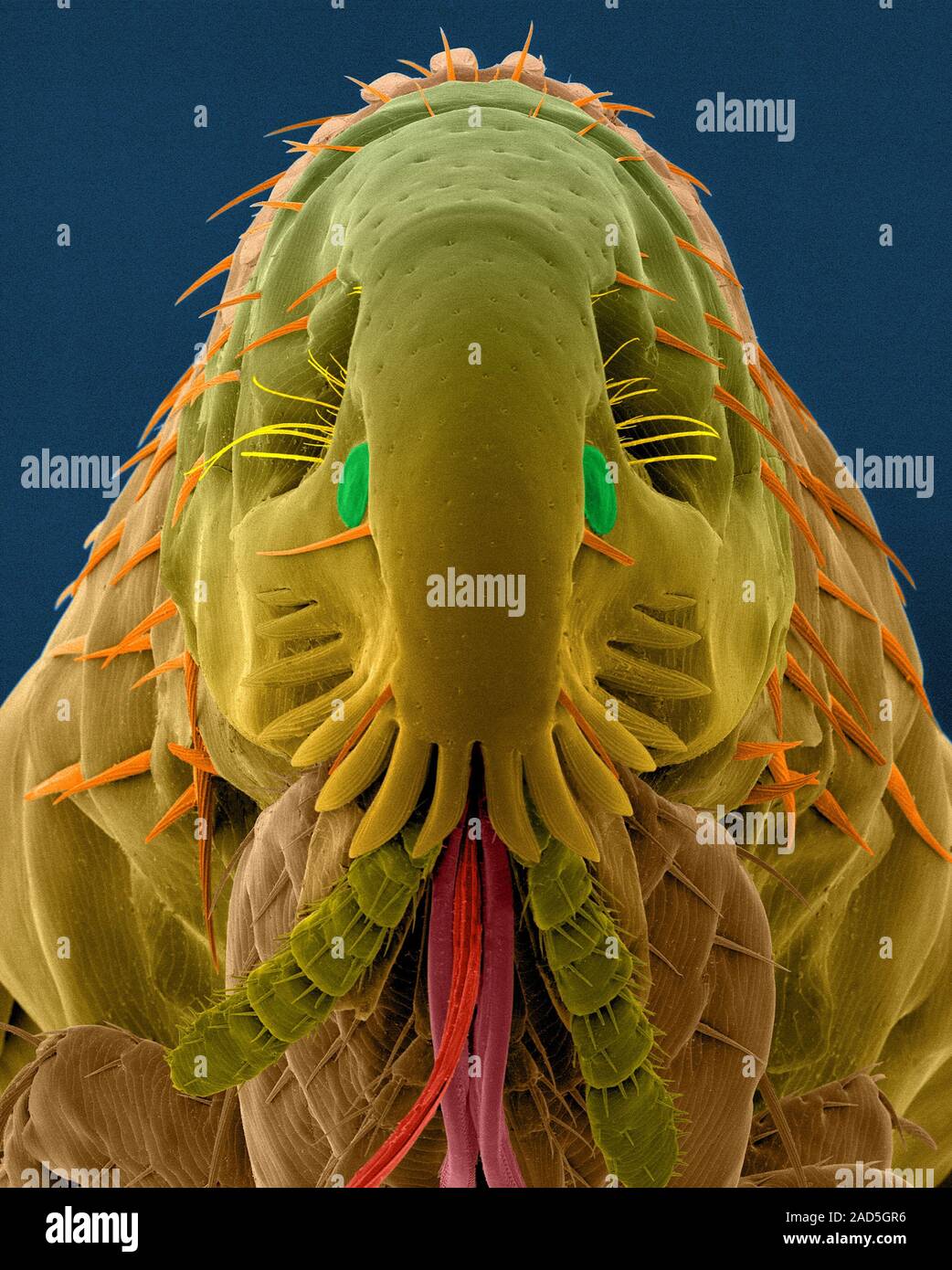 Coloured scanning electron micrograph (SEM) of Cat flea ...