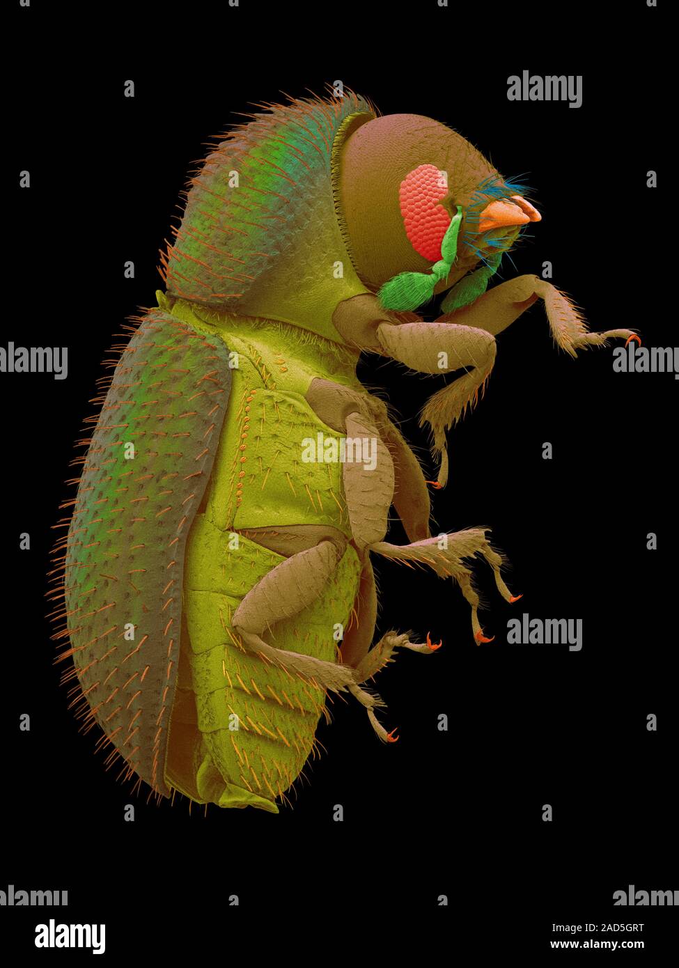 Coloured scanning electron micrograph (SEM) of the tiny coffee berry ...
