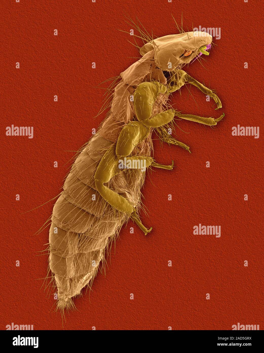Coloured scanning electron micrograph (SEM) of Chicken (poultry) louse ...