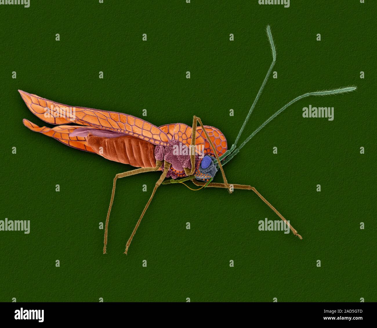 Coloured scanning electron micrograph (SEM) of Azalea lace bug ...