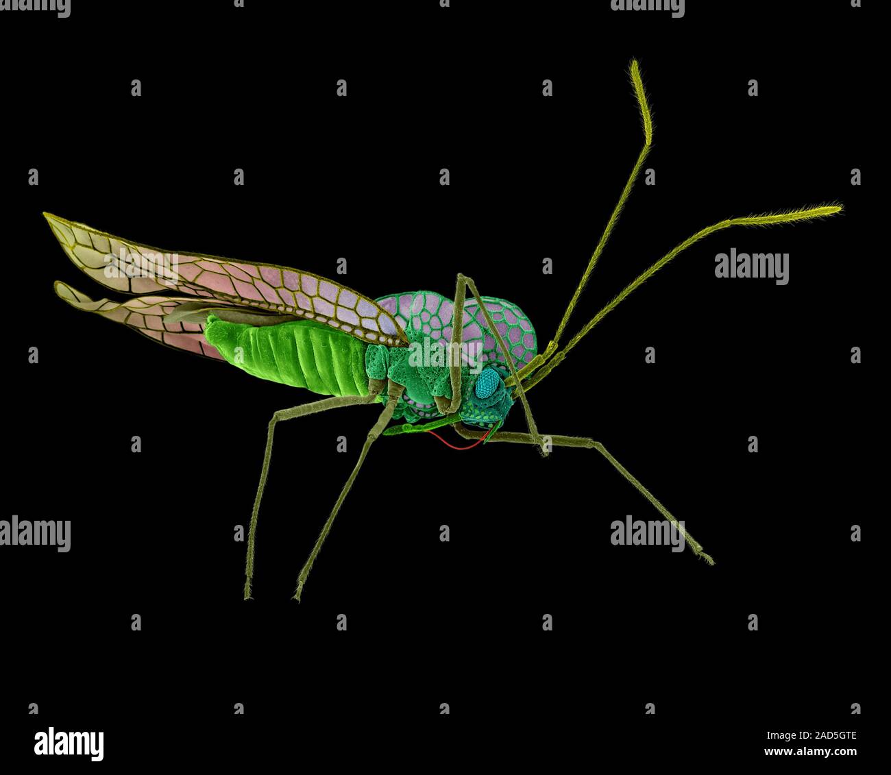 Coloured scanning electron micrograph (SEM) of Azalea lace bug ...