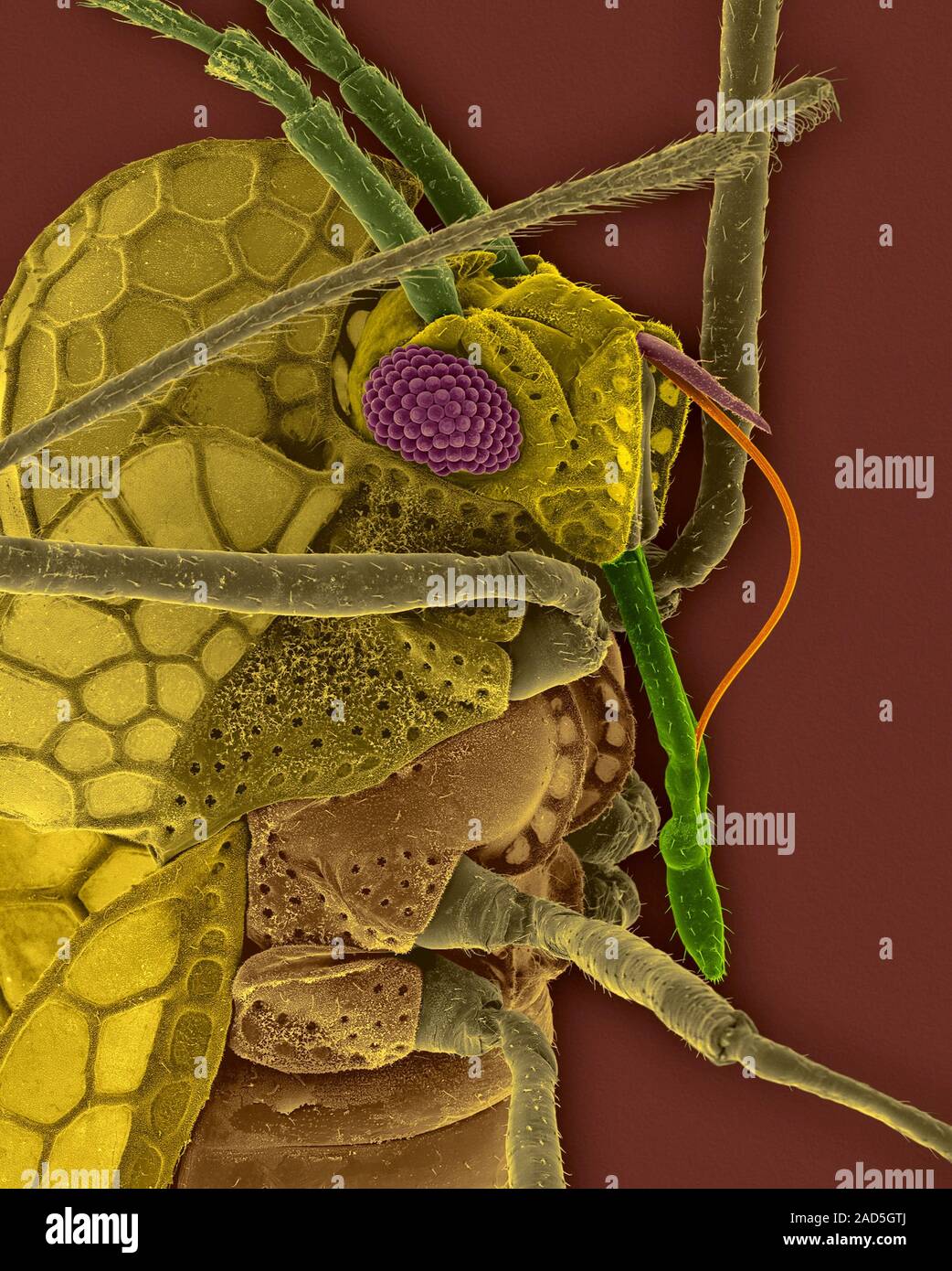 Coloured scanning electron micrograph (SEM) of Azalea lace bug head ...