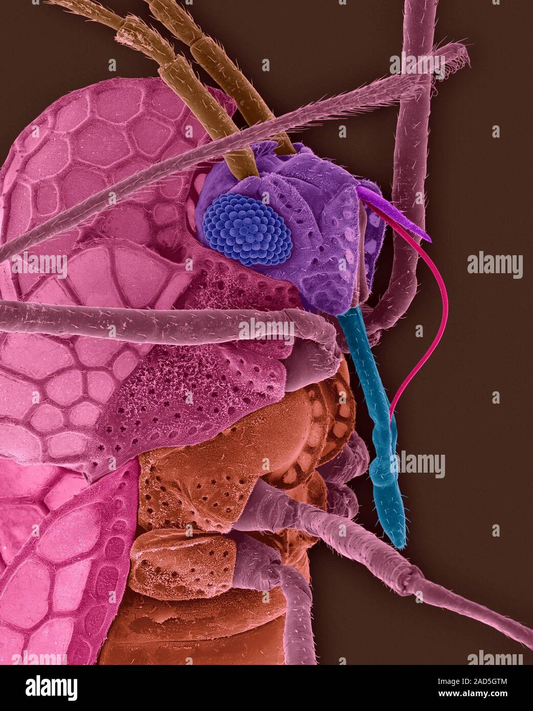 Coloured scanning electron micrograph (SEM) of Azalea lace bug head ...