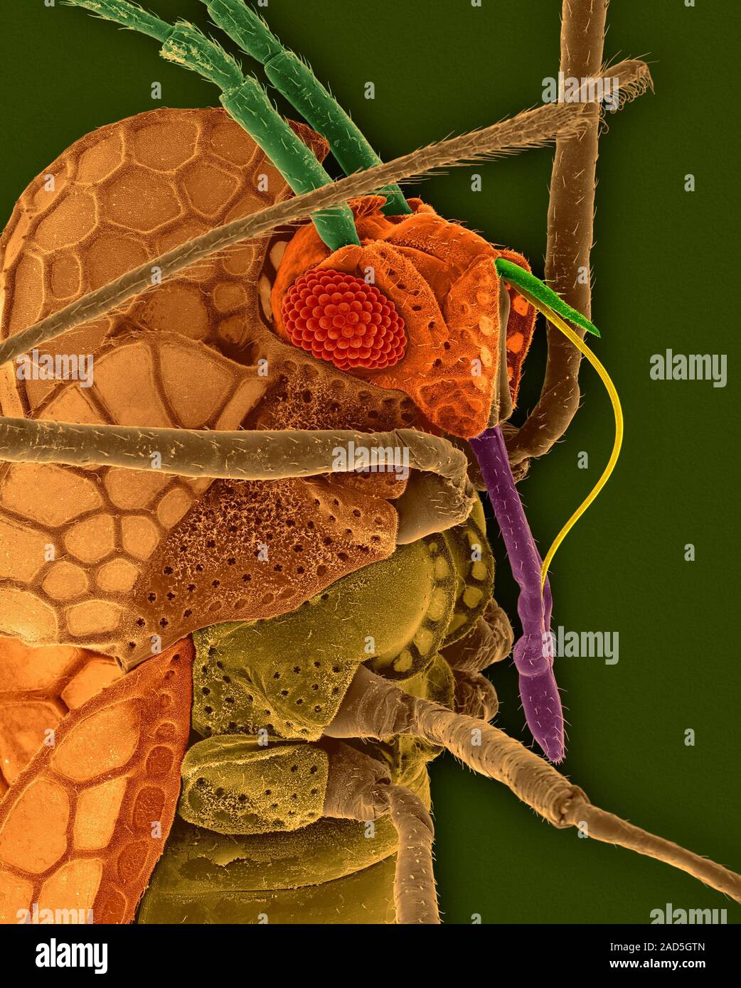 Coloured scanning electron micrograph (SEM) of Azalea lace bug head ...