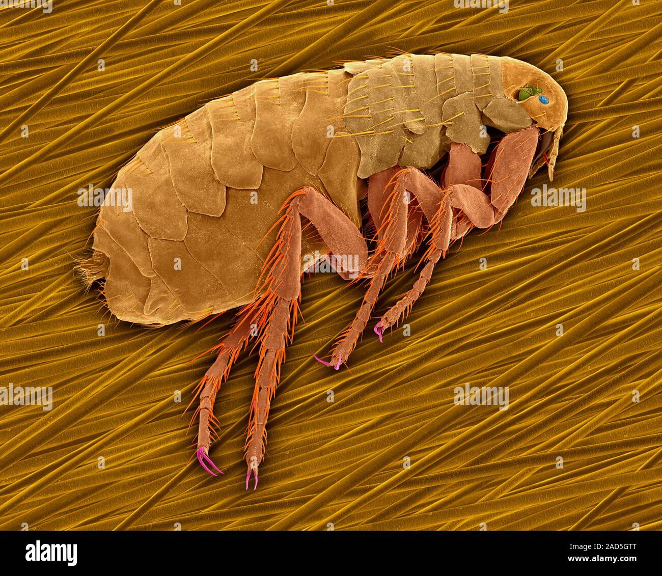 Coloured scanning electron micrograph (SEM) of Mammal or false human ...