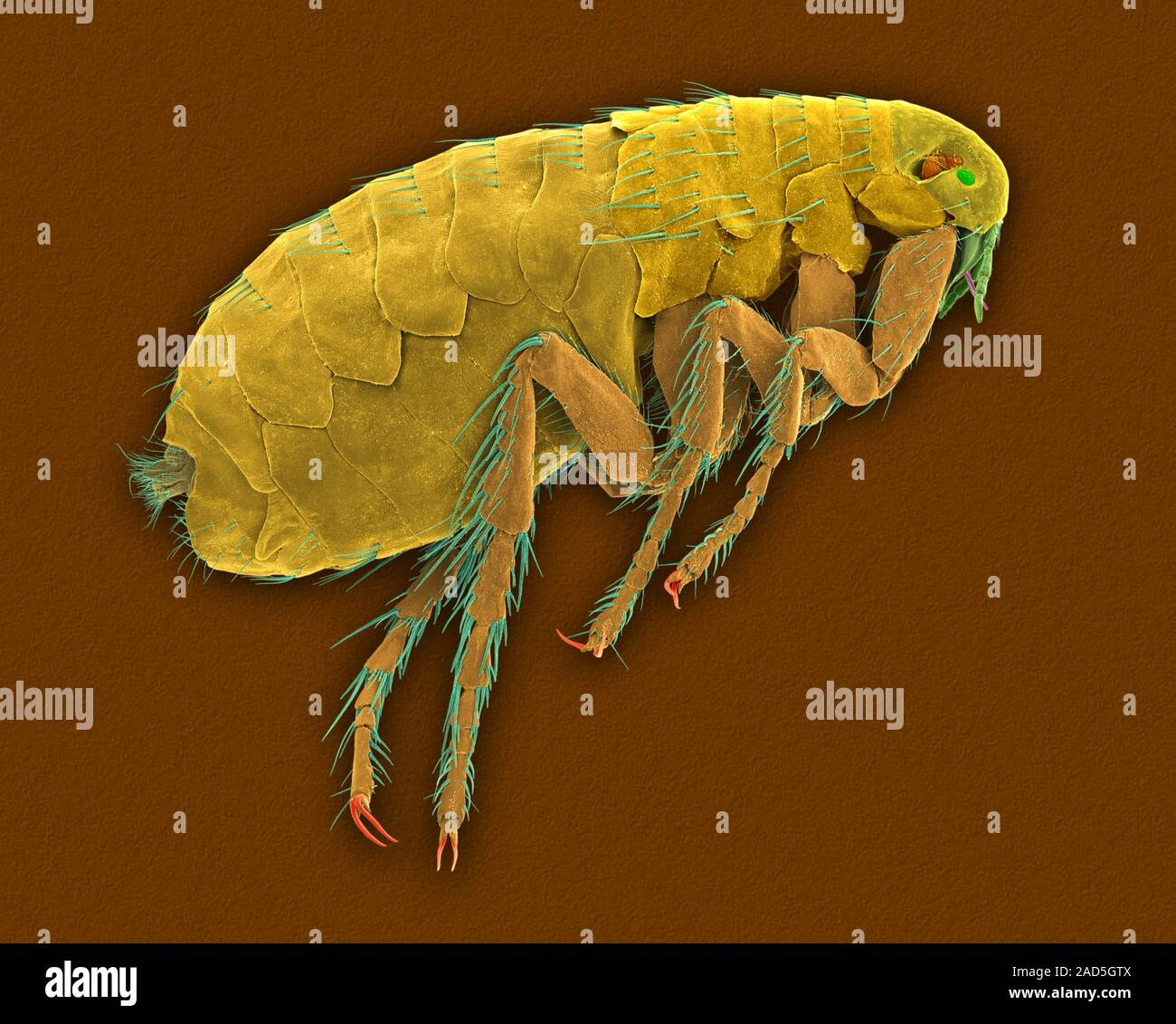 Coloured scanning electron micrograph (SEM) of Mammal or false human ...