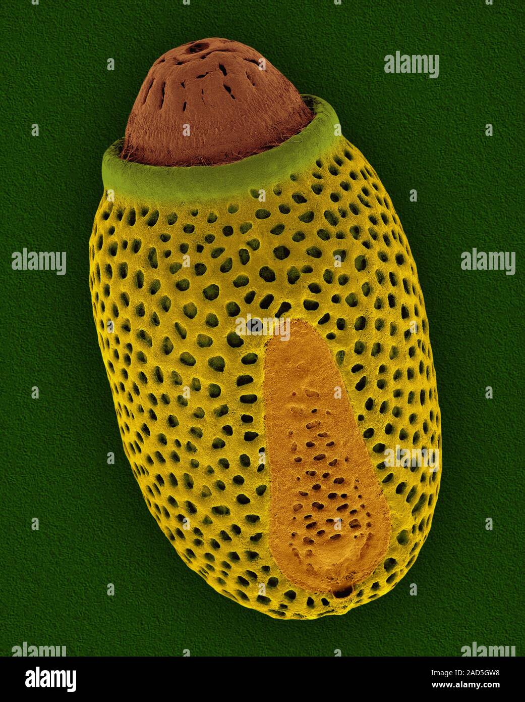 Coloured scanning electron micrograph (SEM) of Walking stick egg case ...