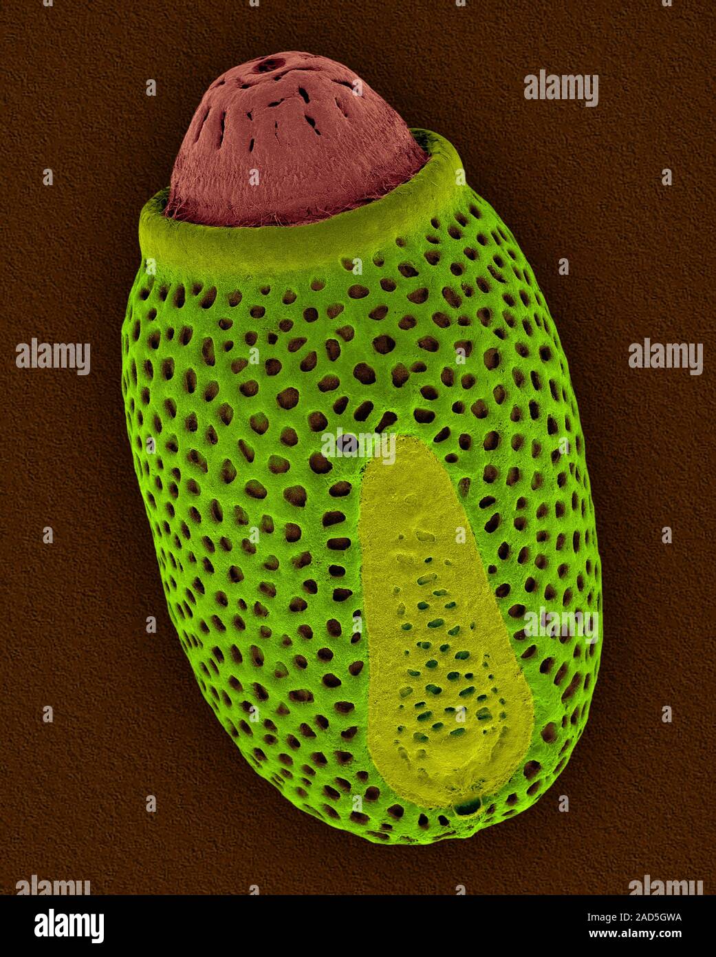 Coloured scanning electron micrograph (SEM) of Walking stick egg case ...