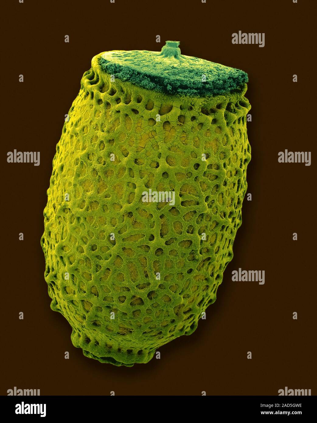 Coloured scanning electron micrograph (SEM) of Walking stick egg case ...