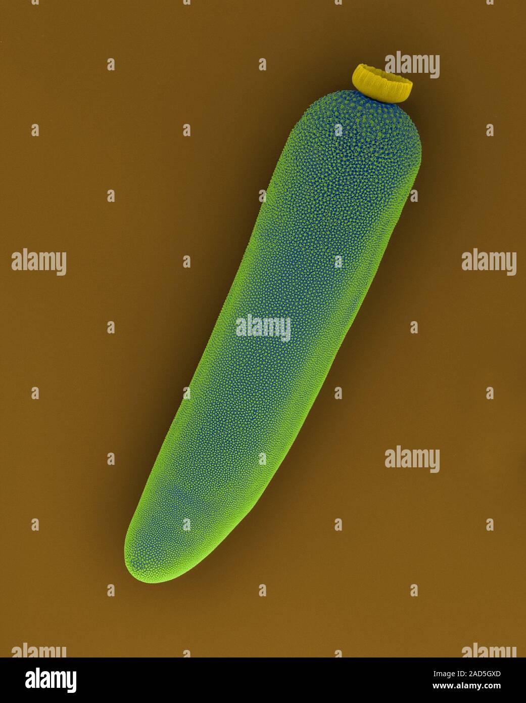 Coloured scanning electron micrograph (SEM) of Egg case of a mosquito ...