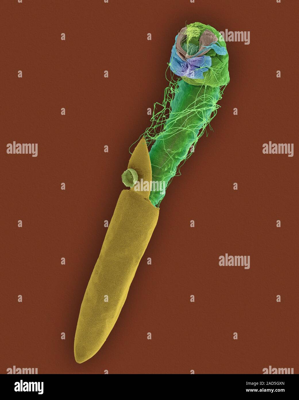 Coloured scanning electron micrograph (SEM) of Hatching egg of a ...