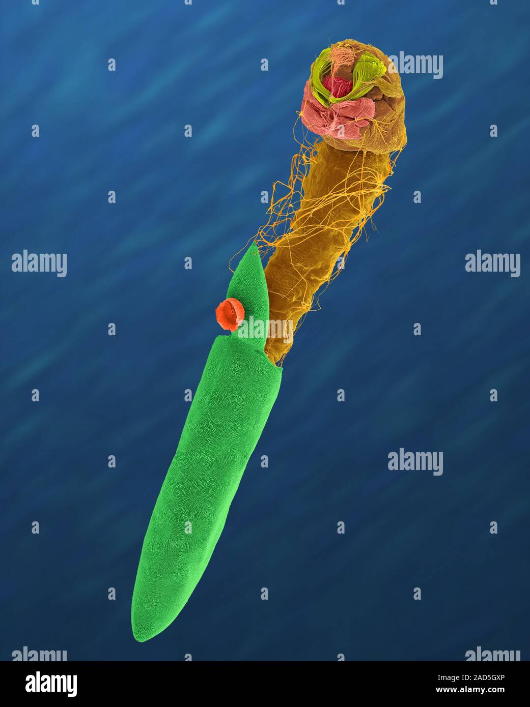 Coloured scanning electron micrograph (SEM) of Hatching egg of a ...