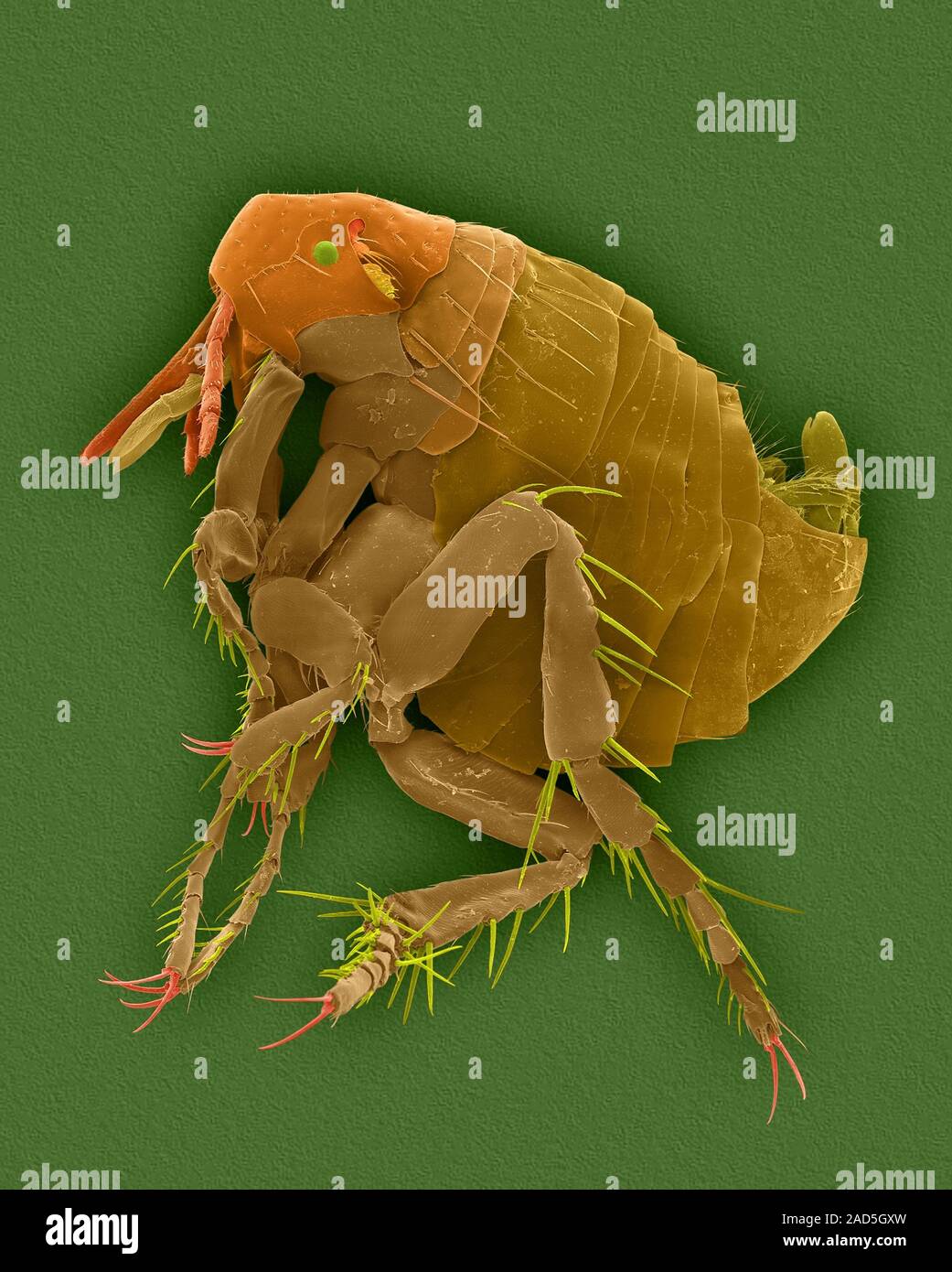 Coloured scanning electron micrograph (SEM) of Sticktight or hen flea ...