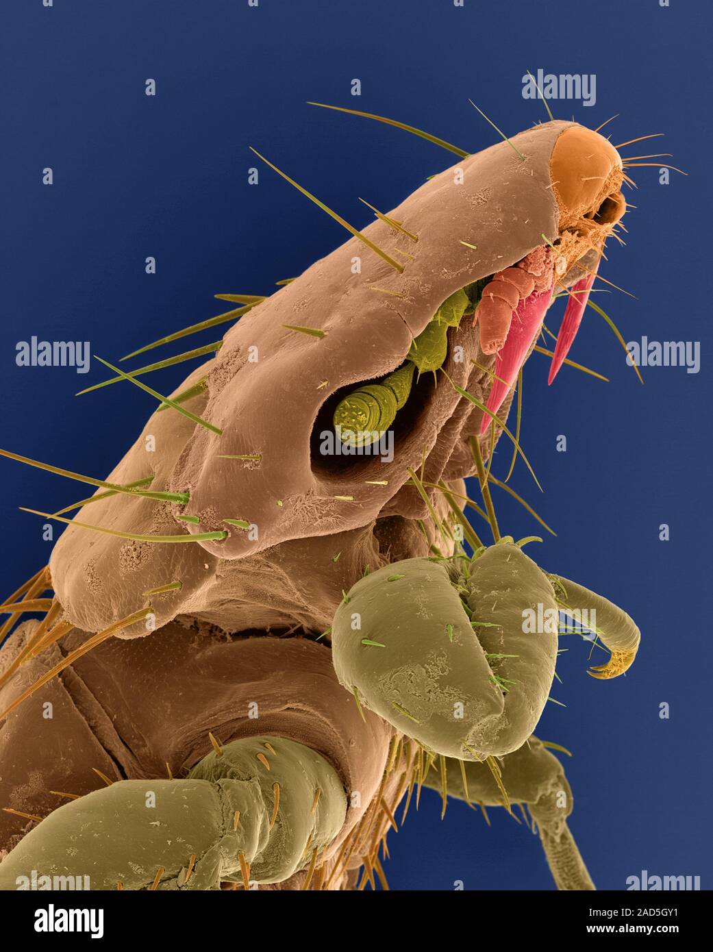 Coloured scanning electron micrograph (SEM) of Dog chewing louse ...