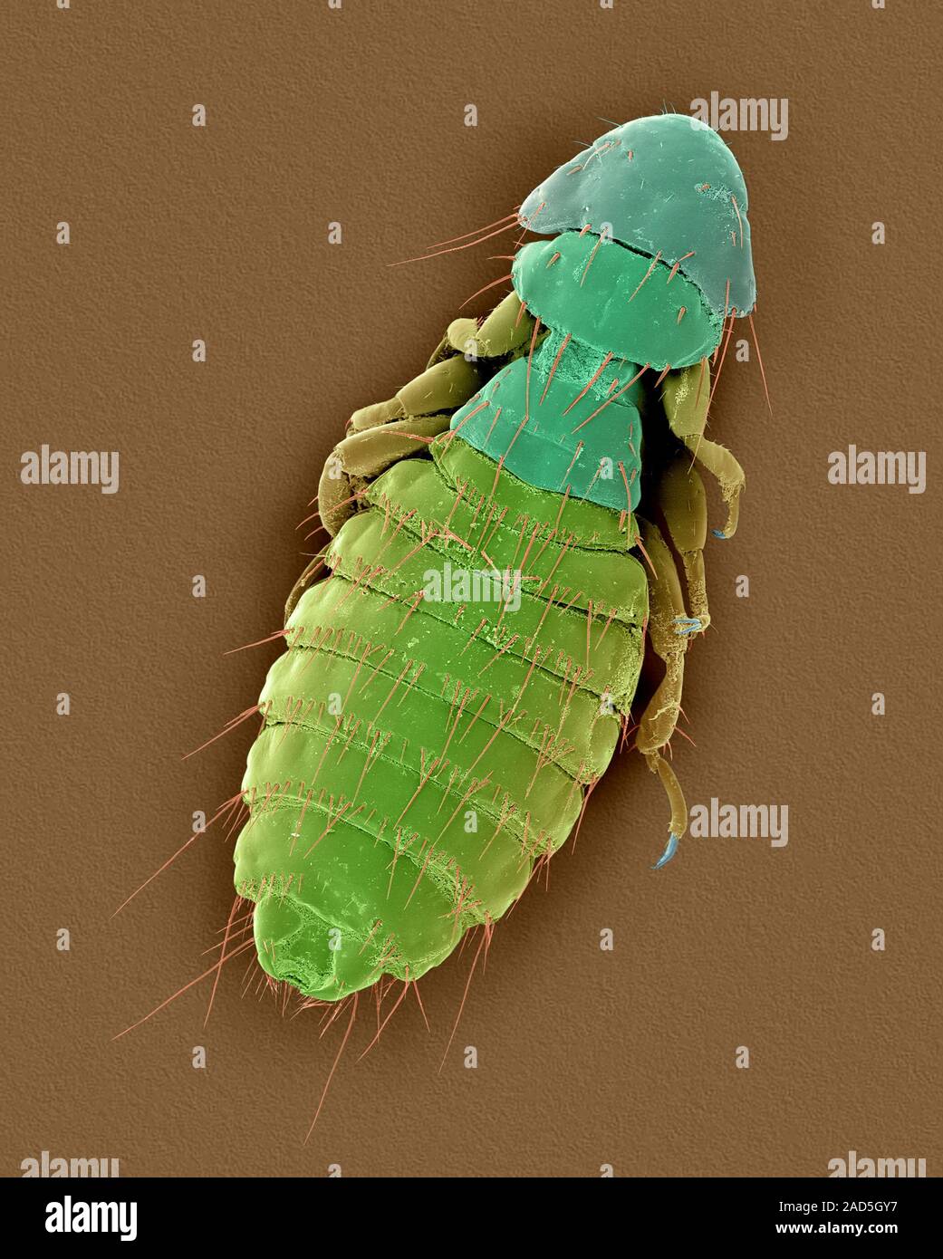 Coloured scanning electron micrograph (SEM) of Dog chewing louse ...
