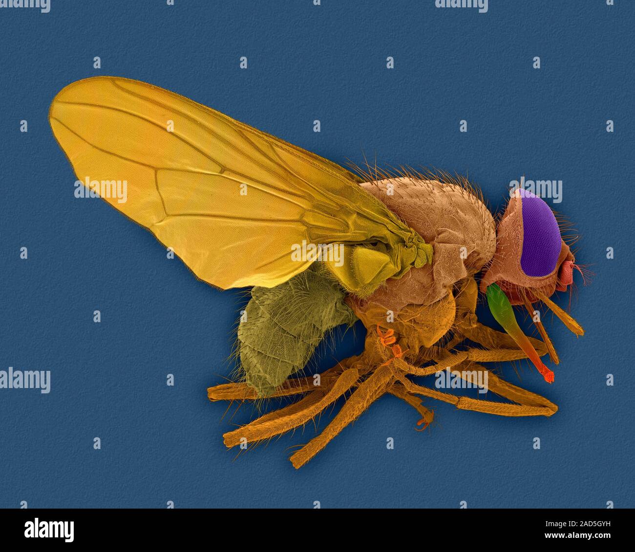 Coloured scanning electron micrograph (SEM) of Horn fly (Haematobia ...