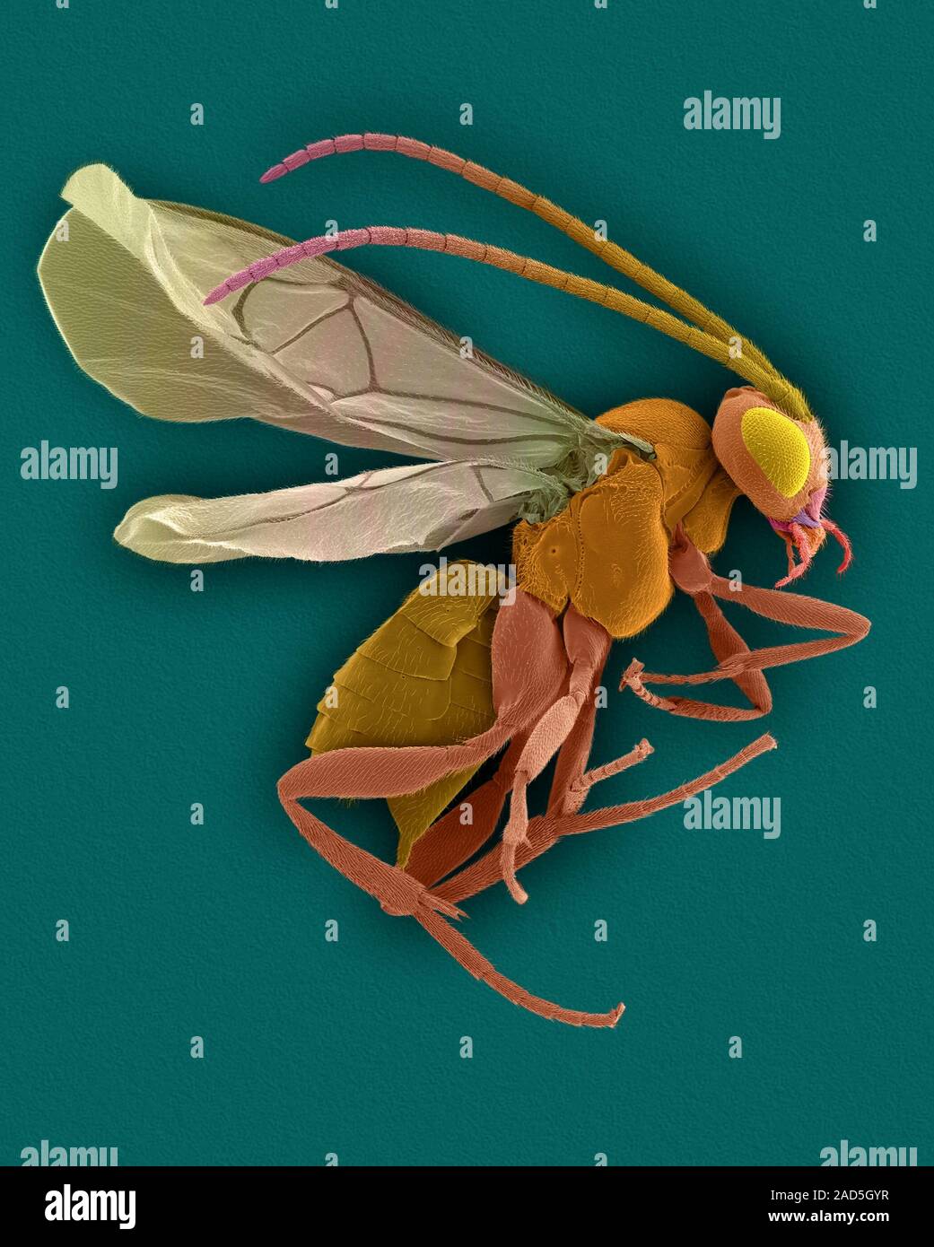 Coloured scanning electron micrograph (SEM) of Parasitic tobacco ...