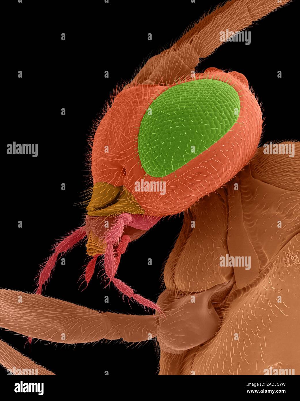 Coloured scanning electron micrograph (SEM) of Parasitic tobacco ...