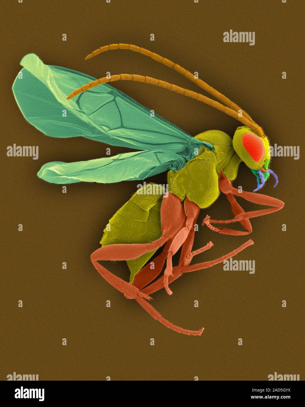 Coloured scanning electron micrograph (SEM) of Parasitic tobacco ...