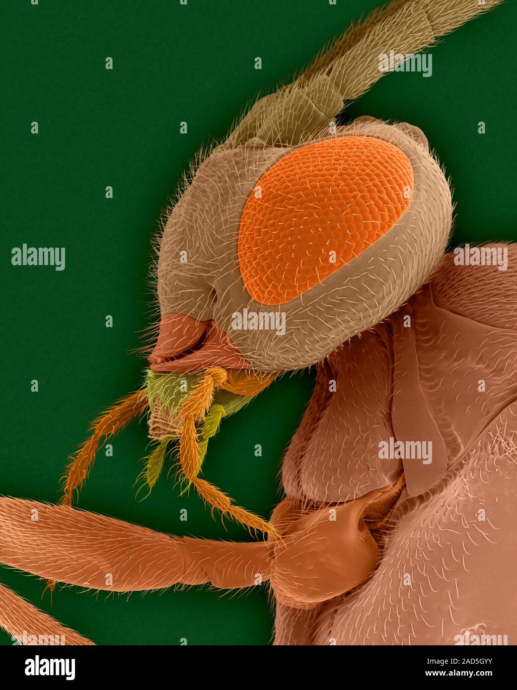 Coloured scanning electron micrograph (SEM) of Parasitic tobacco ...