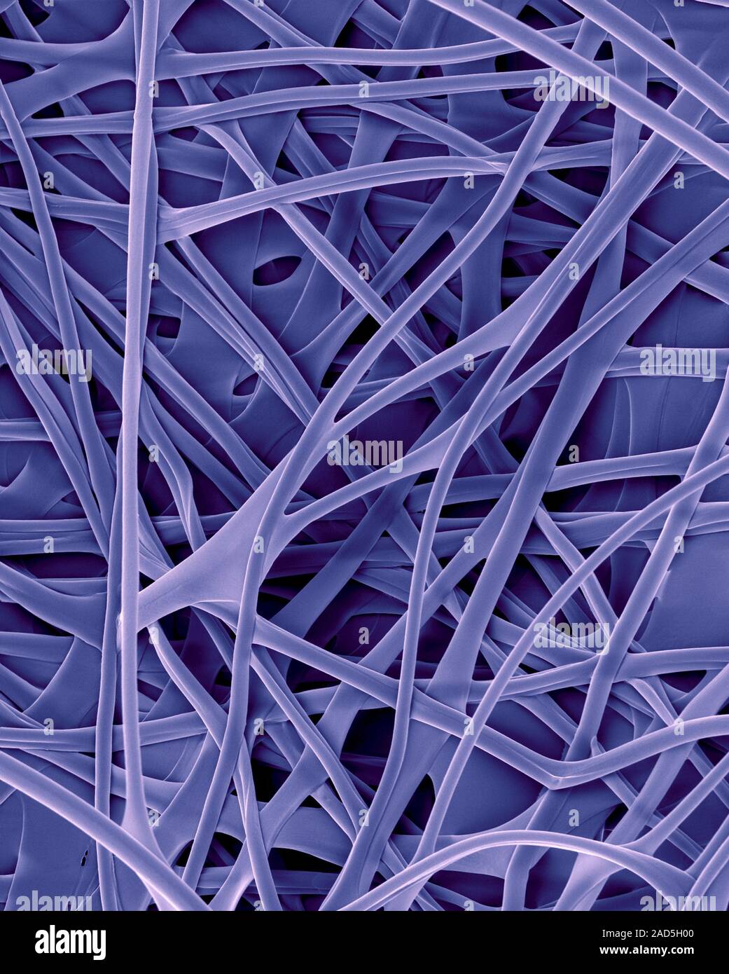Coloured scanning electron micrograph (SEM) of Tobacco hornworm wasp ...