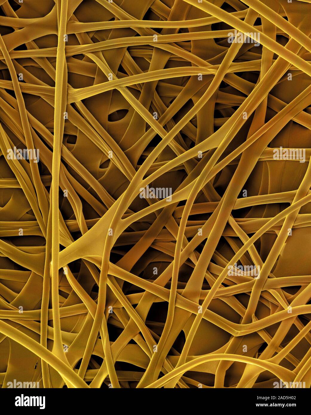 Coloured scanning electron micrograph (SEM) of Tobacco hornworm wasp ...