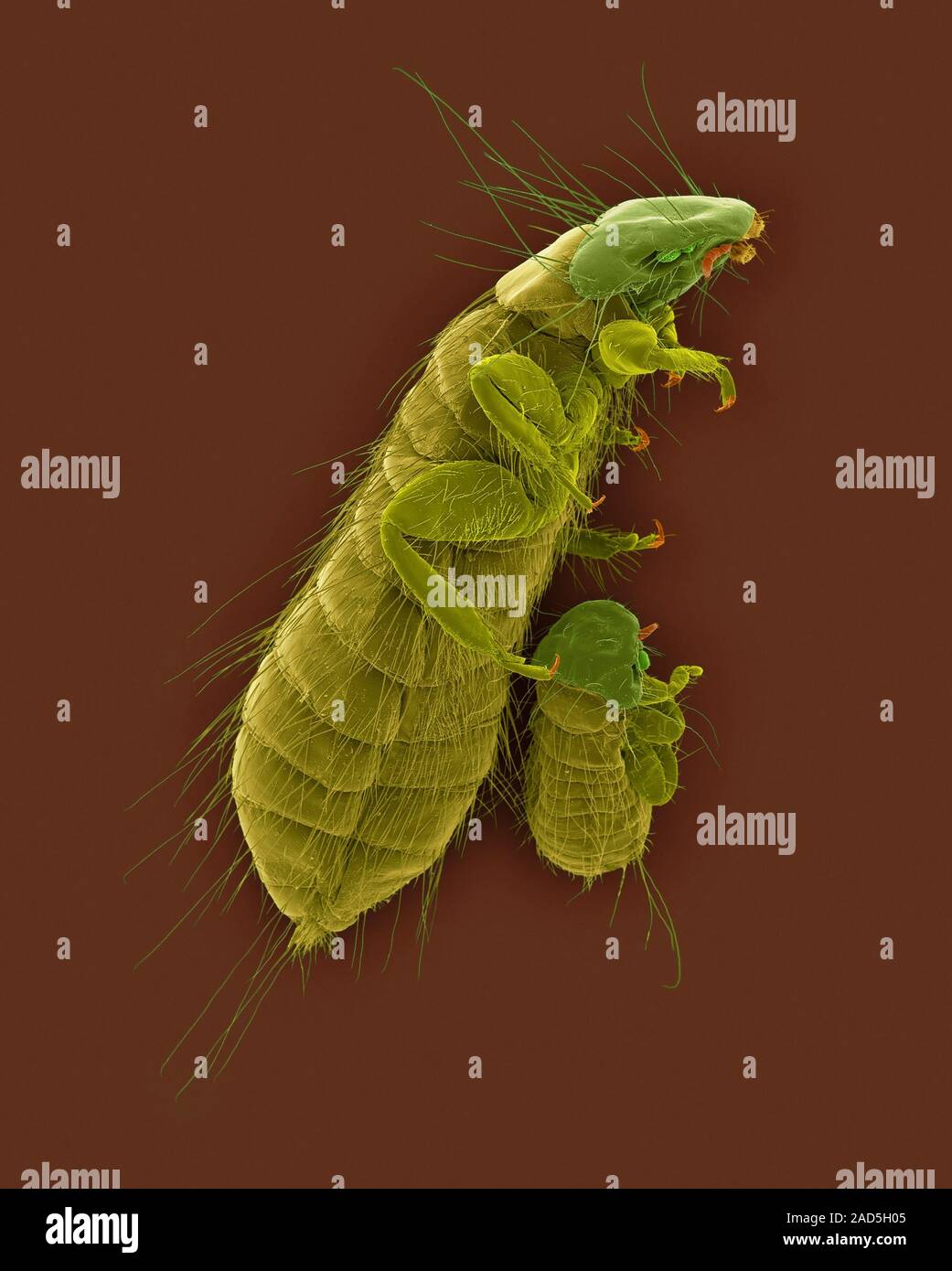 Coloured scanning electron micrograph (SEM) of Chicken body louse ...