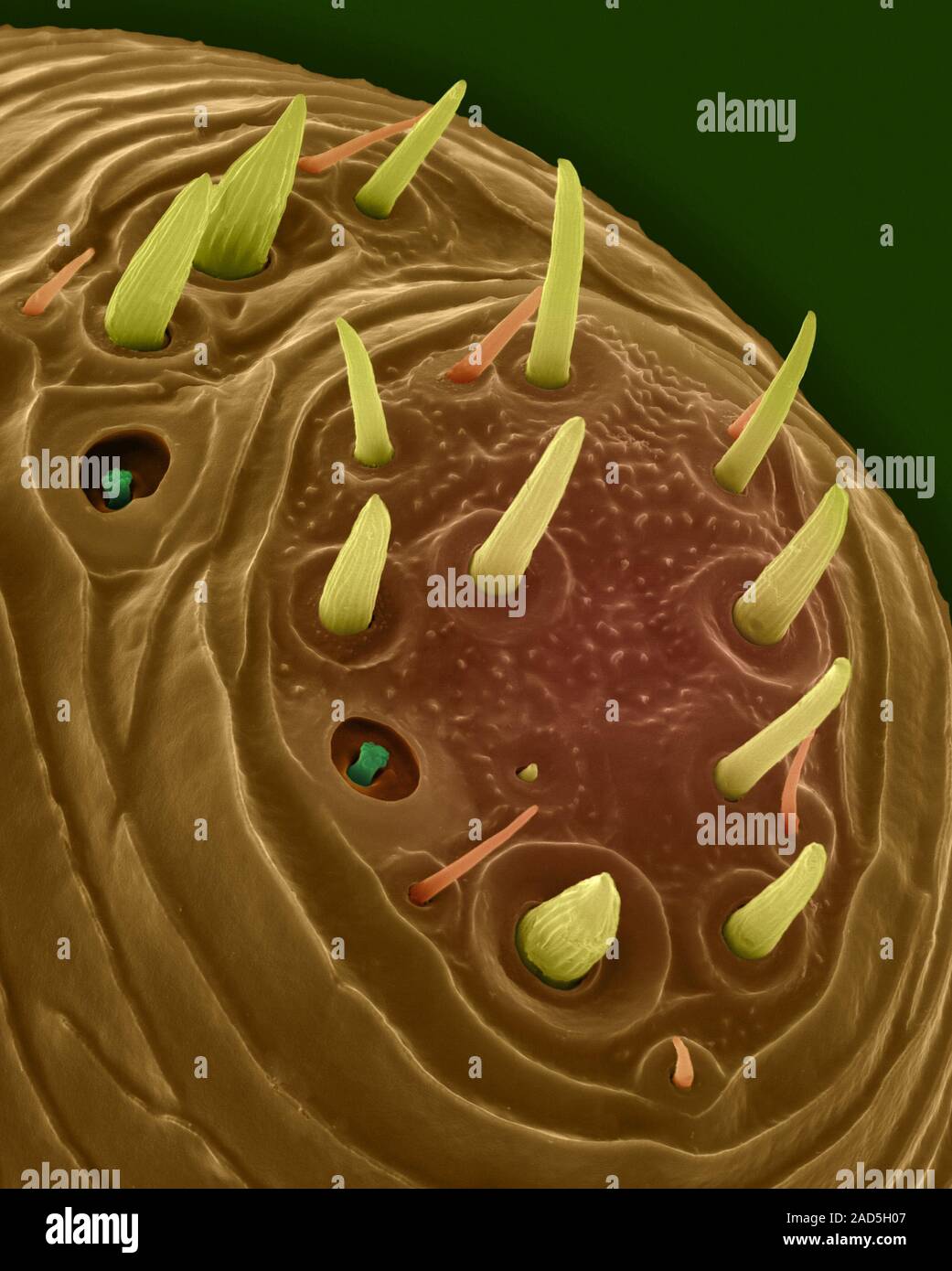 Coloured scanning electron micrograph (SEM) of Chicken body louse ...