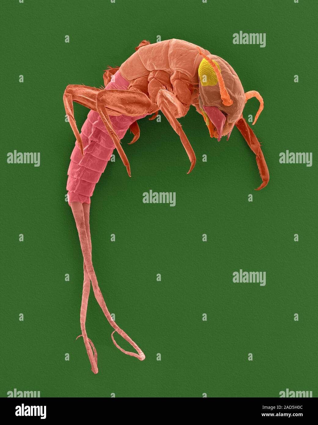 Coloured scanning electron micrograph (SEM) of Mayfly aquatic nymph ...