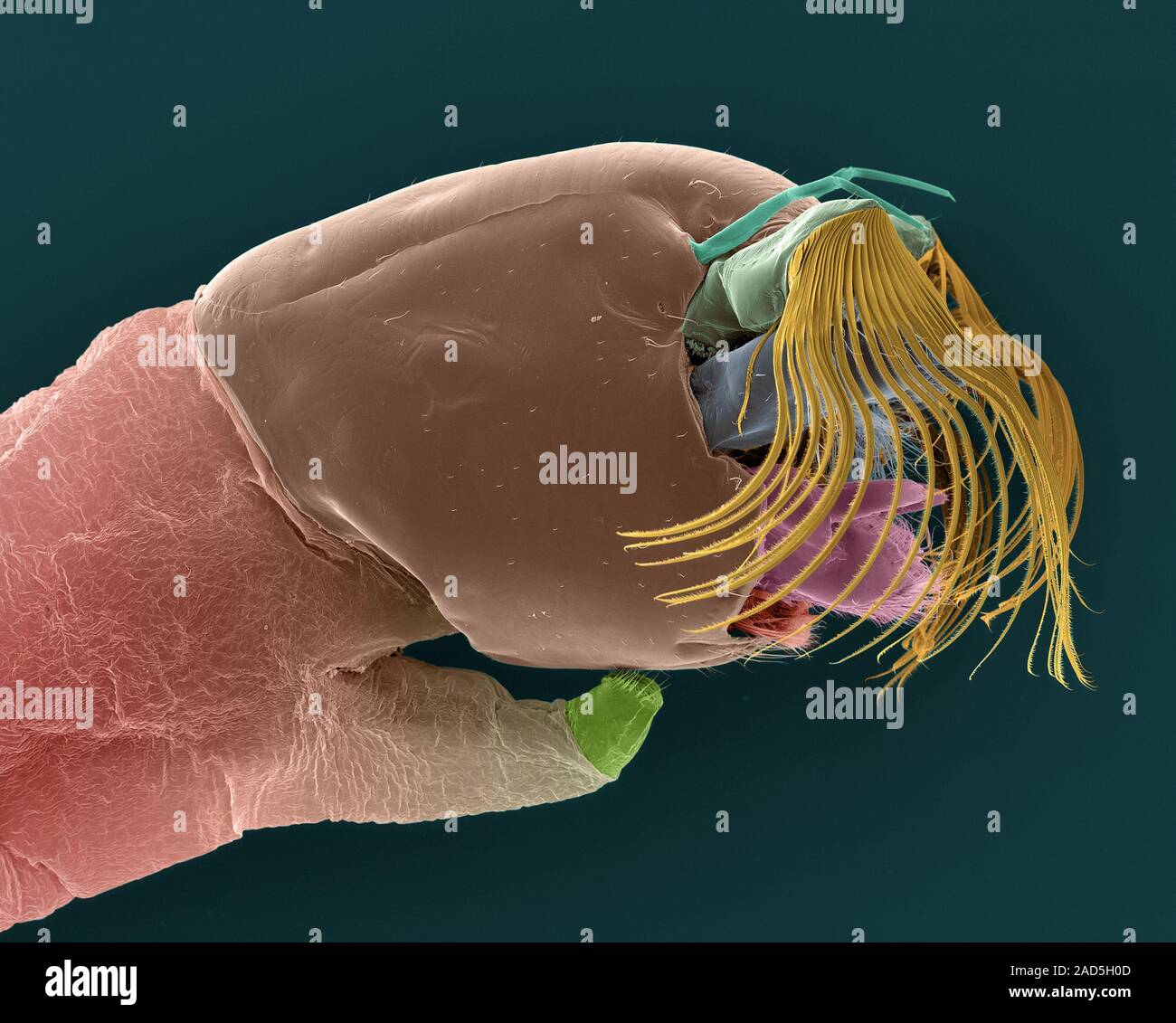 Coloured scanning electron micrograph (SEM) of Mayfly aquatic larva ...