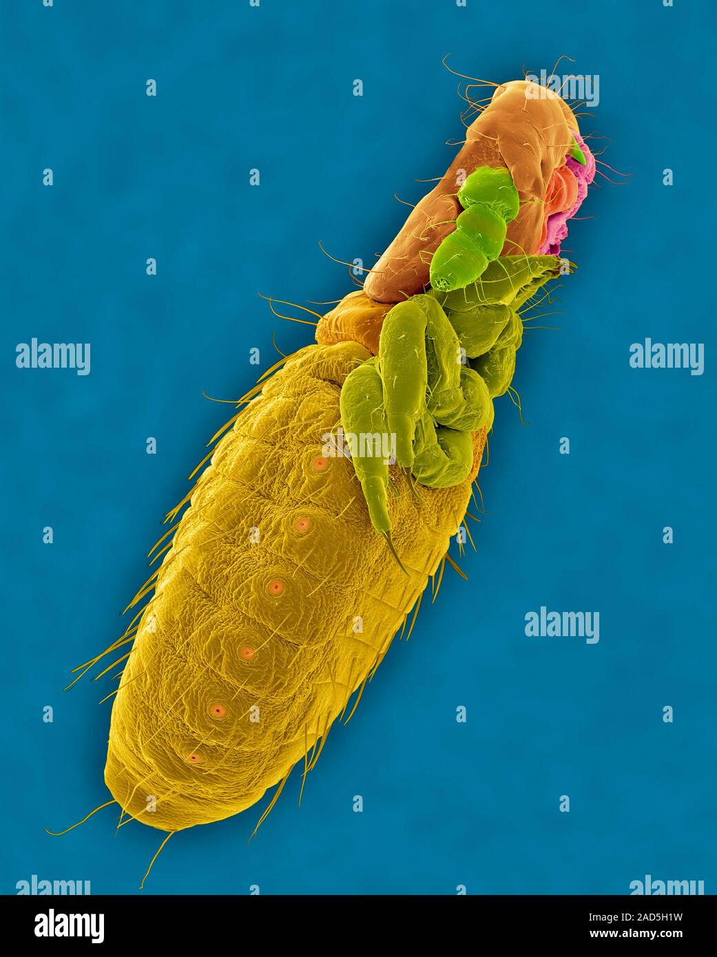Coloured scanning electron micrograph (SEM) of Dog biting louse ...