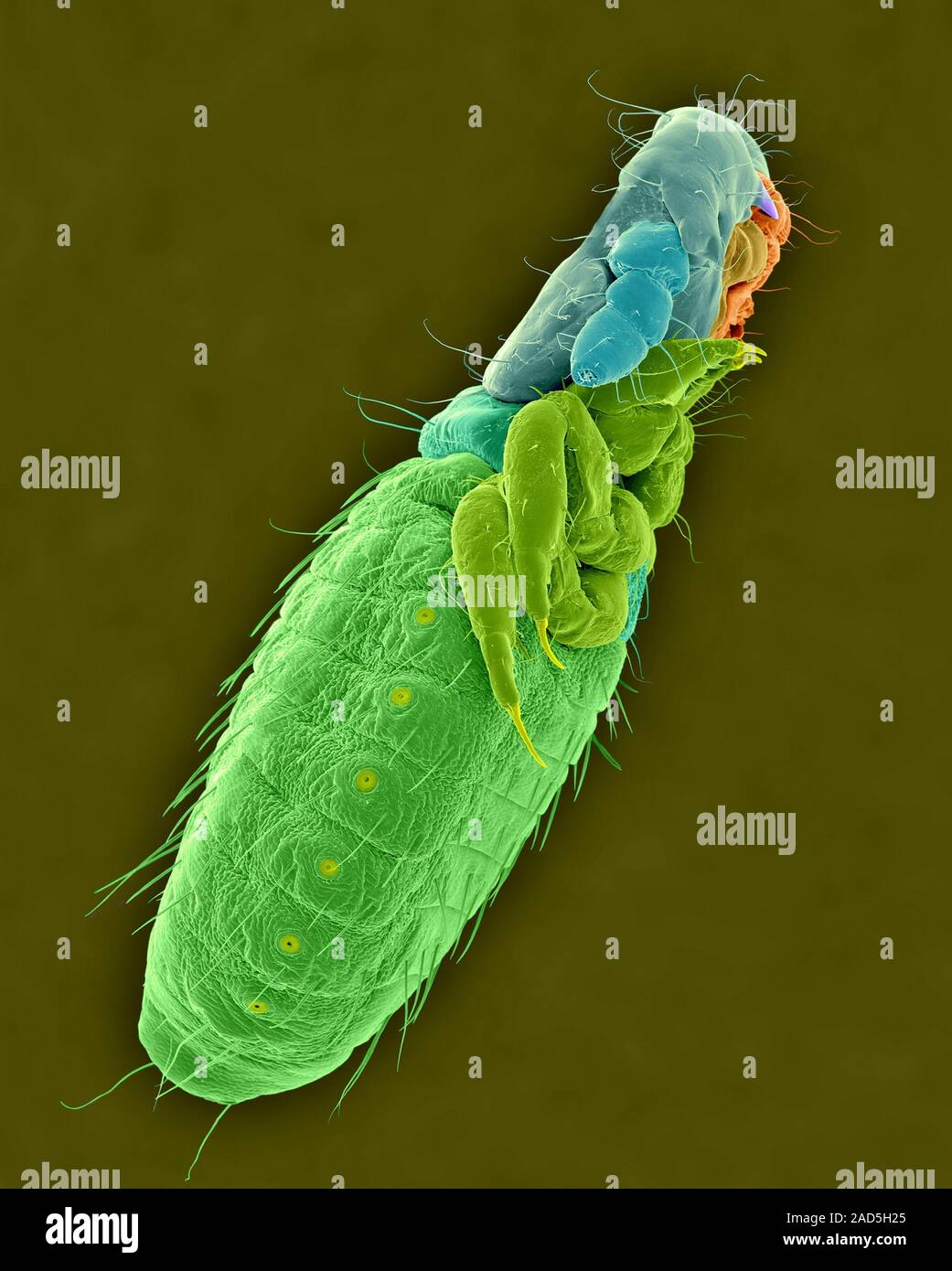 Coloured scanning electron micrograph (SEM) of Dog biting louse ...