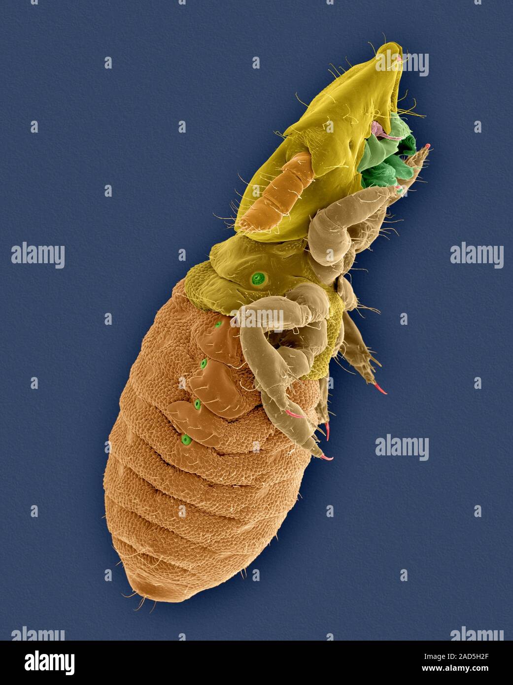 Coloured scanning electron micrograph (SEM) of Cat biting louse ...