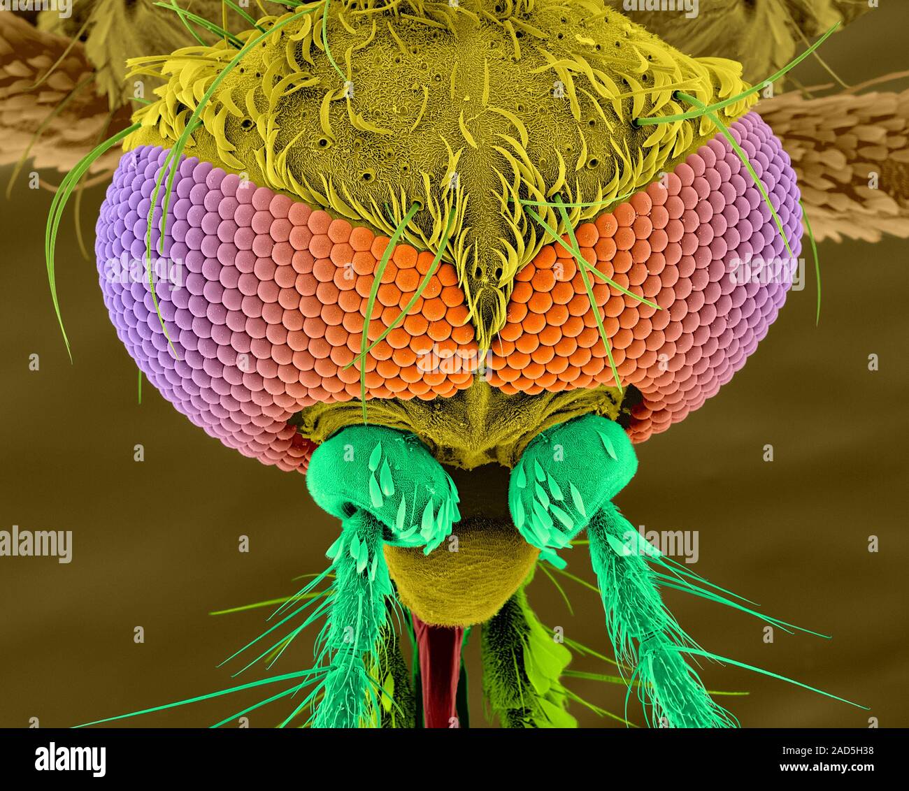 Coloured scanning electron micrograph (SEM) of Northern house mosquito ...