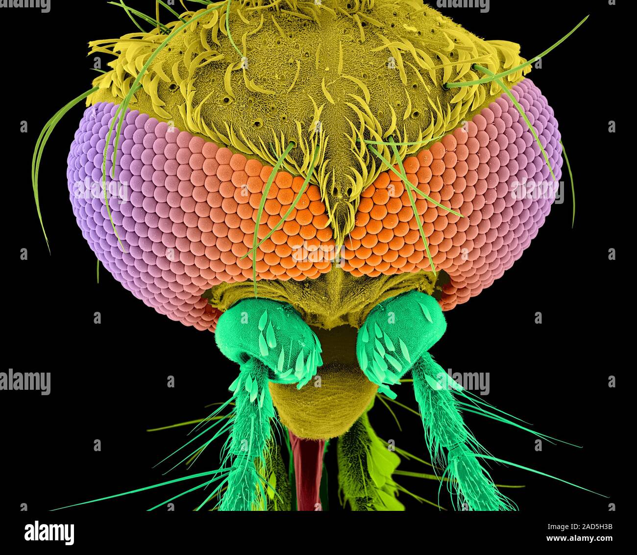 Coloured scanning electron micrograph (SEM) of Northern house mosquito ...