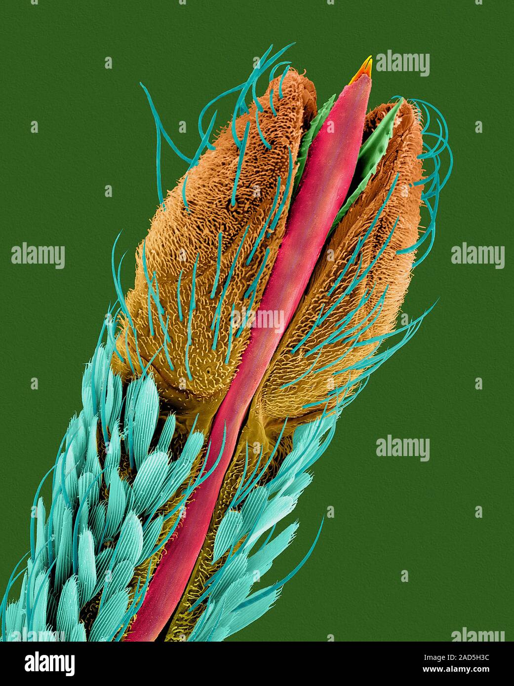Mosquito Proboscis Anatomy
