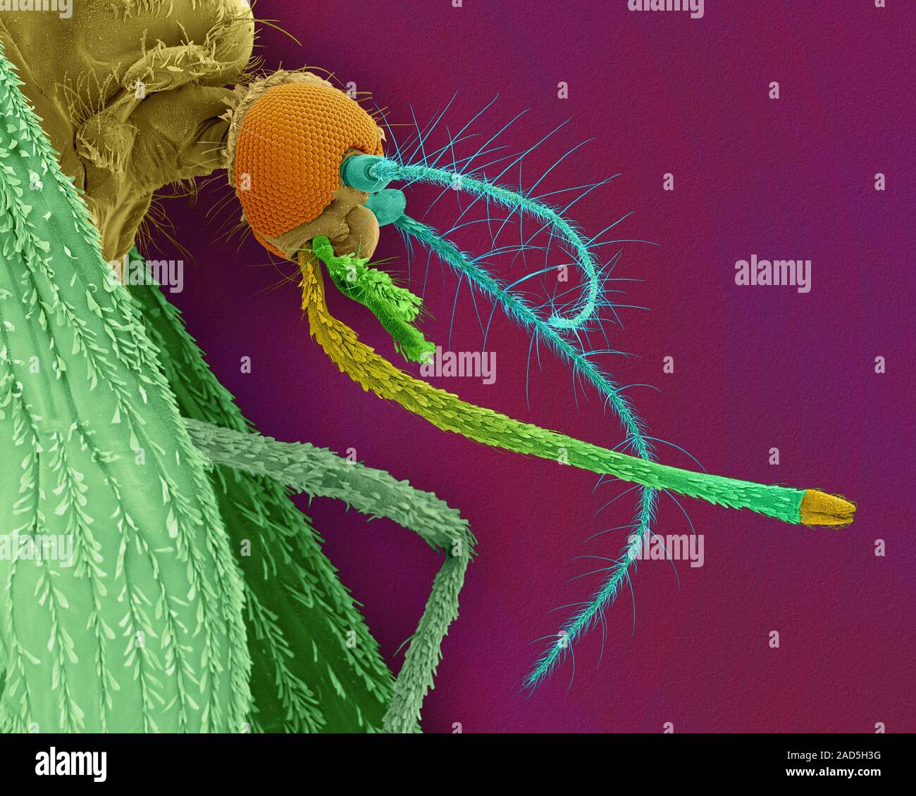 Coloured scanning electron micrograph (SEM) of Northern house mosquito ...